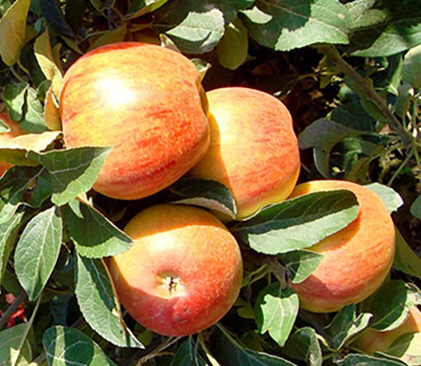 Măr Generos, Rădăcină ambalată - BonaLux