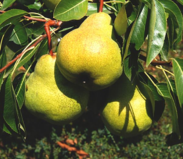 Păr Packham’s Triumph, Rădăcină ambalată