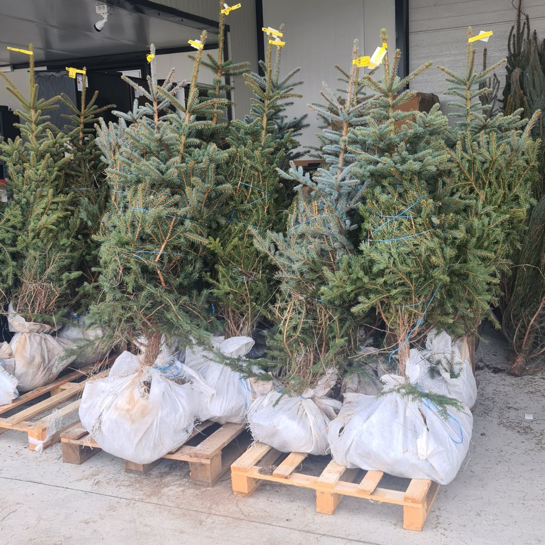 Puieti de brad cu baloti pamant - BonaLux