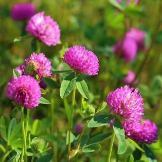 Samanta trifoi rosu punga 1kg - Seminte si bulbi